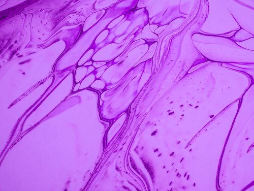 Shades of Purple – Learn All About the Types of Purple