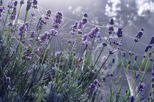 Lavender Color - Exploring and Using Shades of Lavender in Your Art