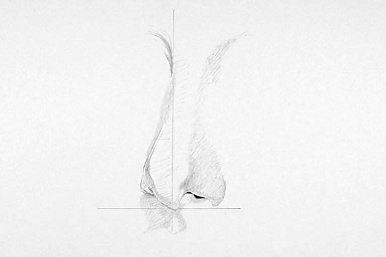 How to Draw a Nose - A Realistic Nose Drawing Tutorial for Beginners