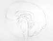 How to Draw a Brain - Illustrate a Cross-Section of an Organ