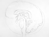 How to Draw a Brain - Illustrate a Cross-Section of an Organ