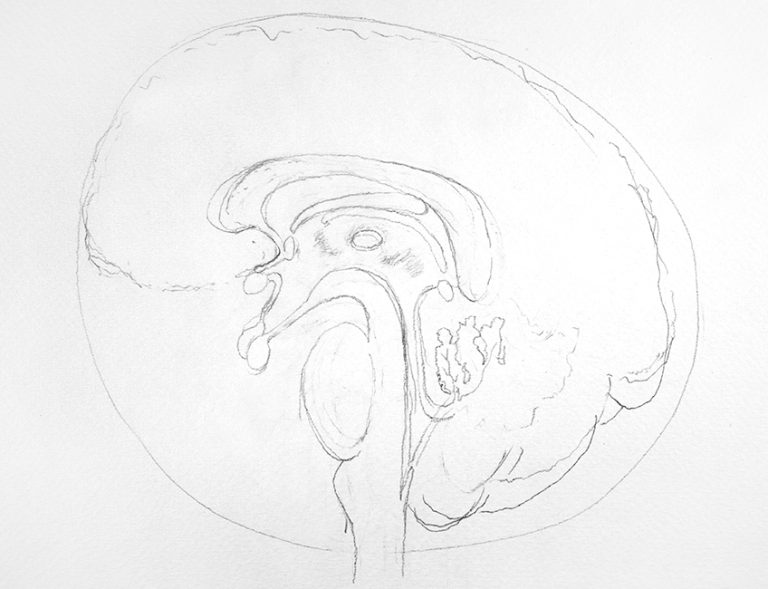How to Draw a Brain - Illustrate a Cross-Section of an Organ