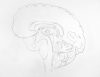How to Draw a Brain - Illustrate a Cross-Section of an Organ