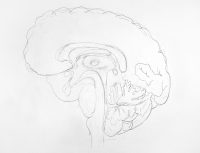 How to Draw a Brain - Illustrate a Cross-Section of an Organ
