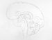How to Draw a Brain - Illustrate a Cross-Section of an Organ