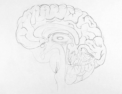 How to Draw a Brain - Illustrate a Cross-Section of an Organ