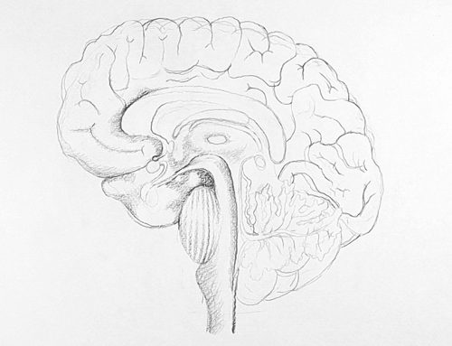 How to Draw a Brain - Illustrate a Cross-Section of an Organ