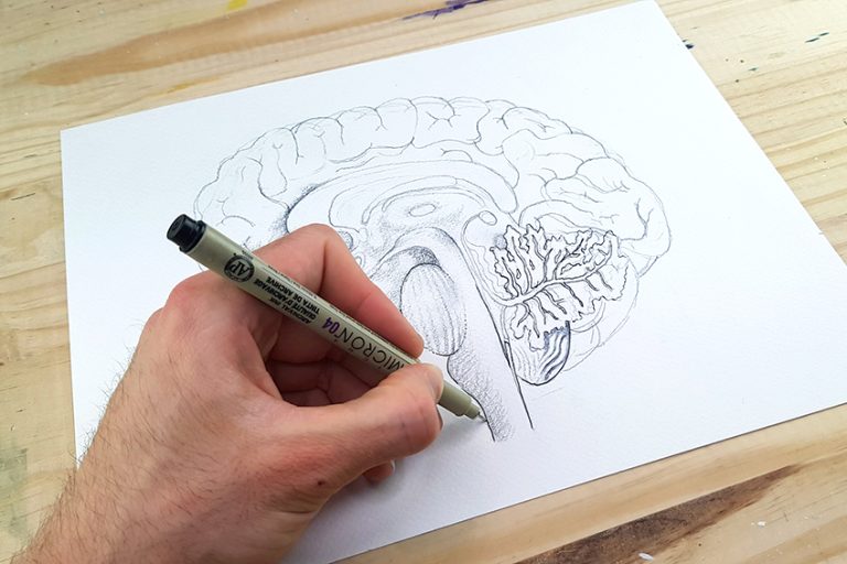 How to Draw a Brain - Illustrate a Cross-Section of an Organ