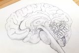 How to Draw a Brain - Illustrate a Cross-Section of an Organ