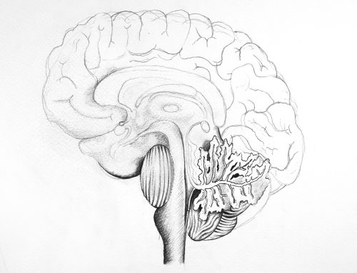 How to Draw a Brain - Illustrate a Cross-Section of an Organ