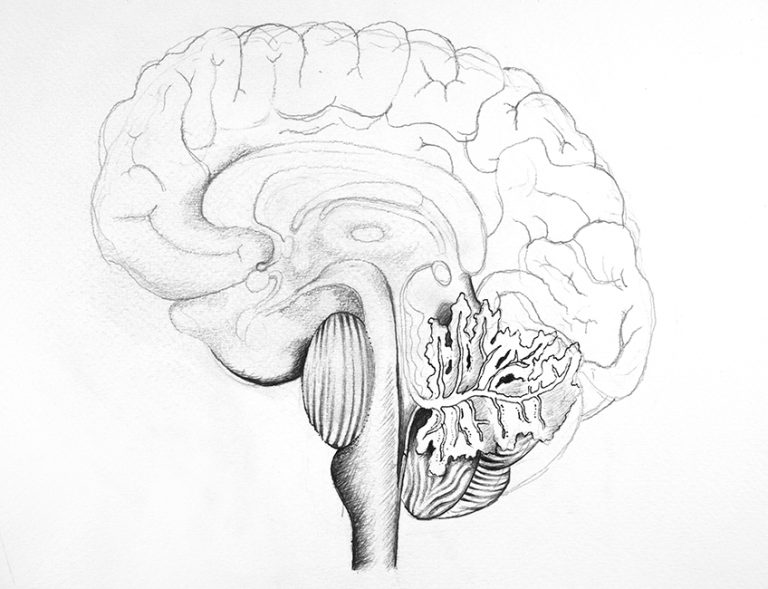 How to Draw a Brain - Illustrate a Cross-Section of an Organ