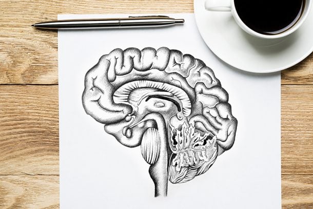 How to Draw a Brain - Illustrate a Cross-Section of an Organ
