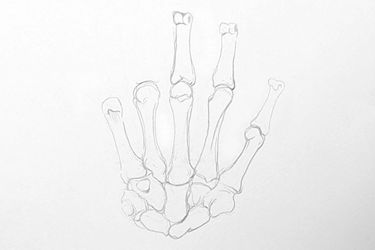 How to Draw Skeleton Hands - Anatomical Hand Bones Sketch