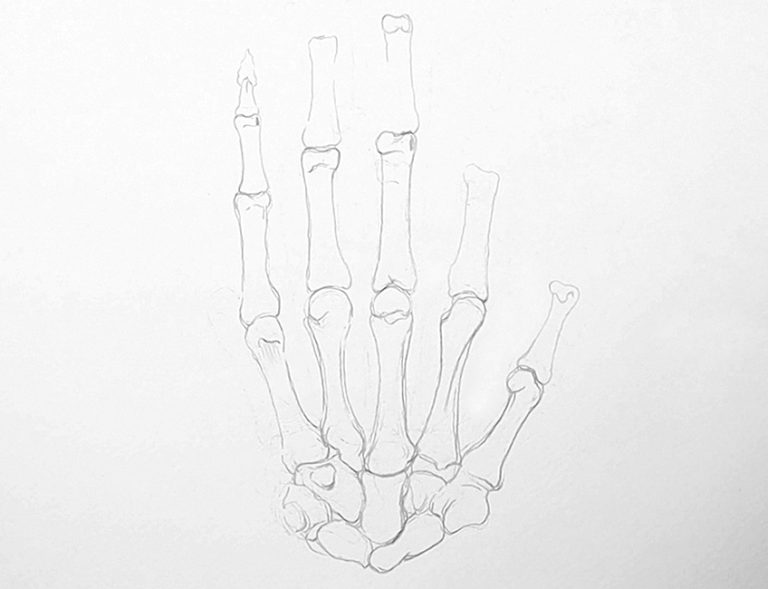 How to Draw Skeleton Hands - Anatomical Hand Bones Sketch