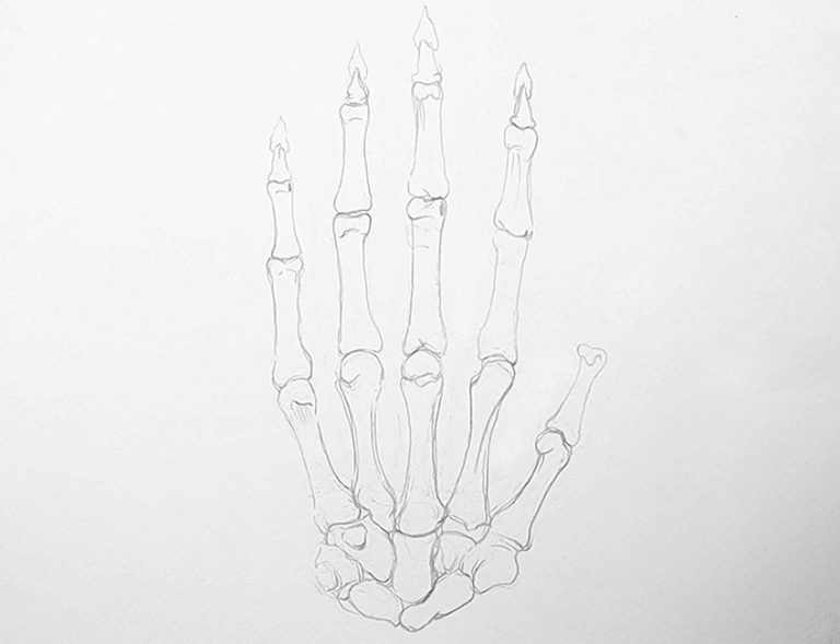 How to Draw Skeleton Hands - Anatomical Hand Bones Sketch