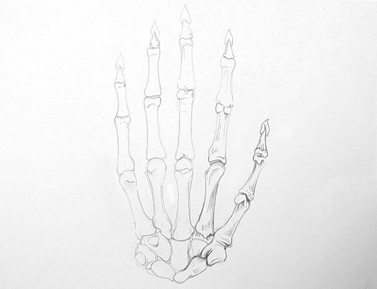 How to Draw Skeleton Hands - Anatomical Hand Bones Sketch