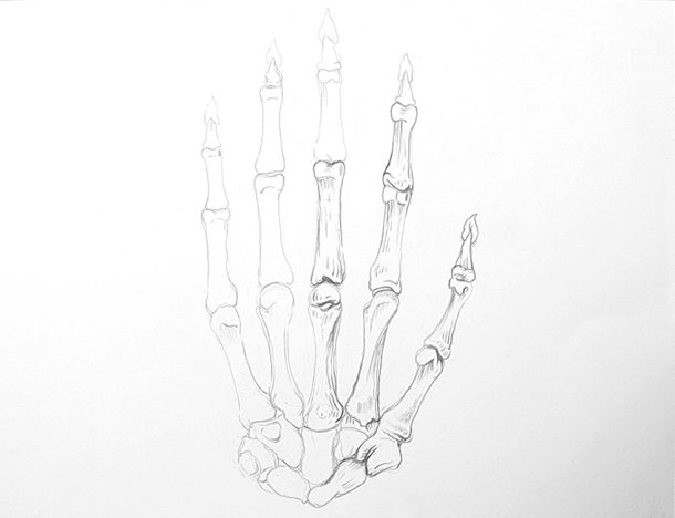 How to Draw Skeleton Hands - Anatomical Hand Bones Sketch