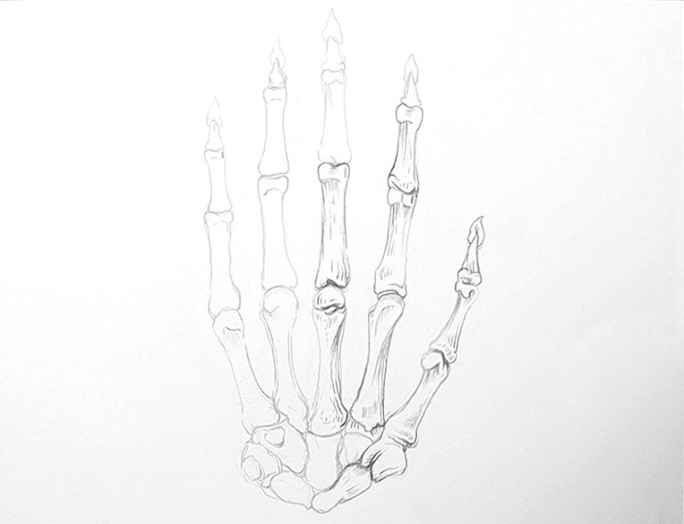 How to Draw Skeleton Hands - Anatomical Hand Bones Sketch