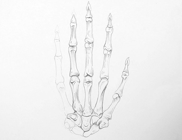 How to Draw Skeleton Hands - Anatomical Hand Bones Sketch