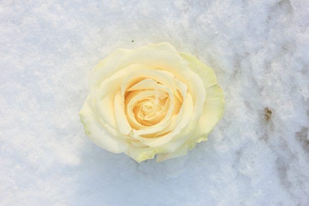 Ivory Color - How to Use This Rich Shade of White