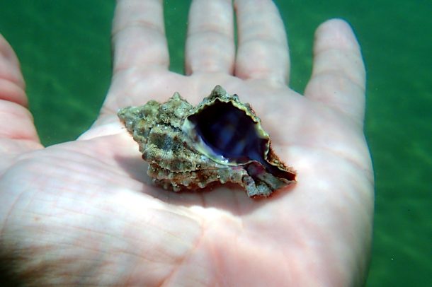 Periwinkle Color - All About This Warm Purple-Blue