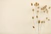 Beige Color - Must-Known Facts and Color Combinations
