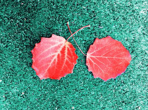 Colores que combinan con verde – Inspiraciones y orientaciones