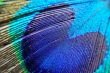 Peacock Blue - Working With Vibrant Shades of Peacock Blue