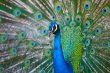 Peacock Blue - Working With Vibrant Shades of Peacock Blue