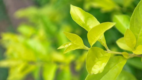 Chartreuse Color – A Deep Dive Into Chartreuse Color Palette