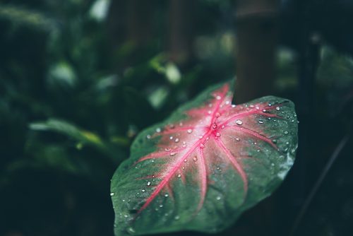 Xanadu Color – What is Xanadu Green and How to Use it?