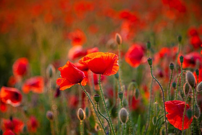 Signos y colores zodiacales - Colores de la astrología?