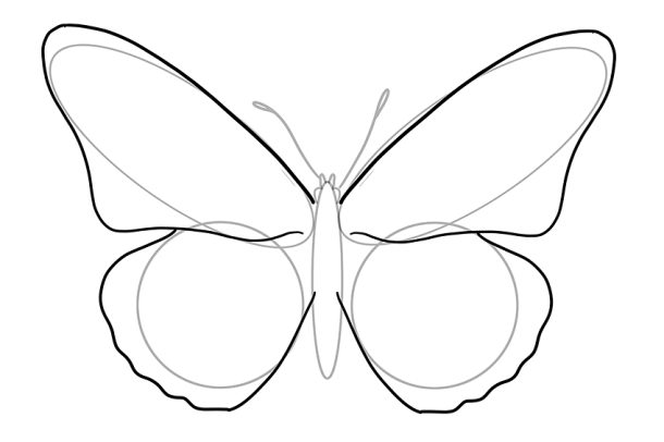Butterfly Drawing - Draw an Easy Monarch Butterfly Today!