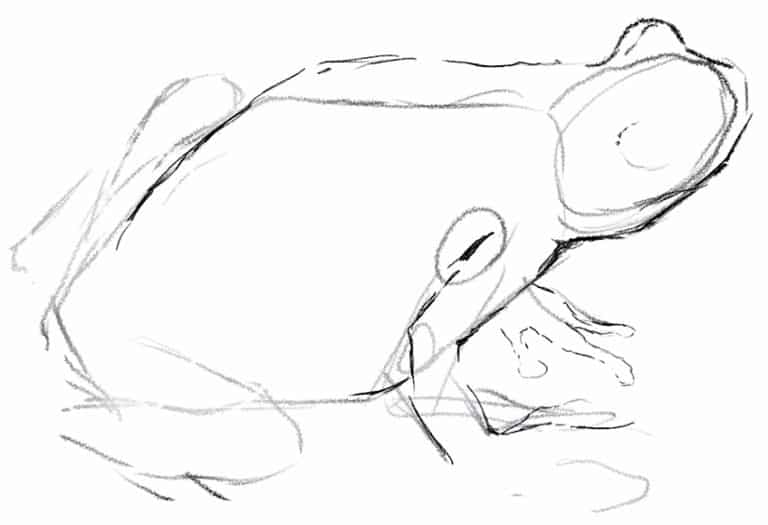 Frosch zeichnen - Erstelle eine einfache Frosch-Zeichnung