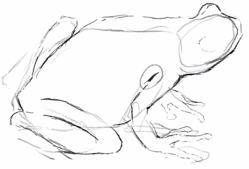 Frosch zeichnen - Erstelle eine einfache Frosch-Zeichnung