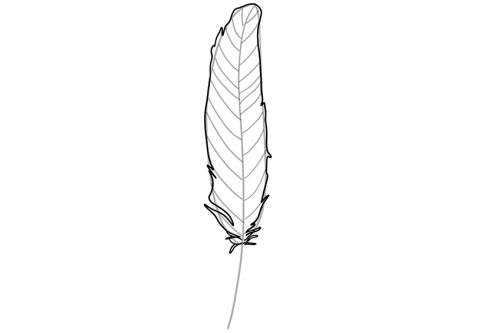 Feather Drawing - An Easy Feather Drawing Tutorial