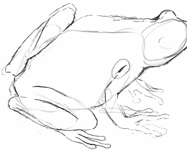 Frosch zeichnen - Erstelle eine einfache Frosch-Zeichnung