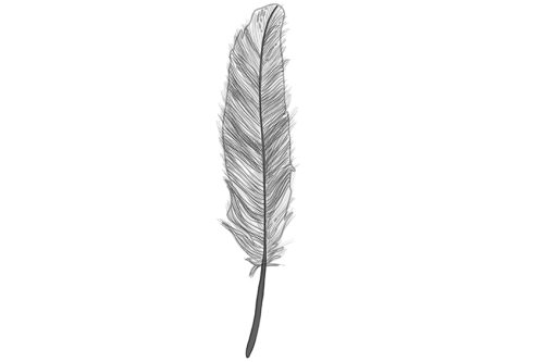 Feather Drawing - An Easy Feather Drawing Tutorial