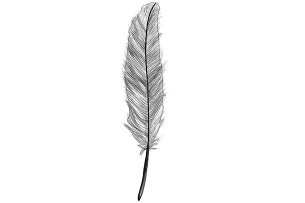 Feather Drawing - An Easy Feather Drawing Tutorial