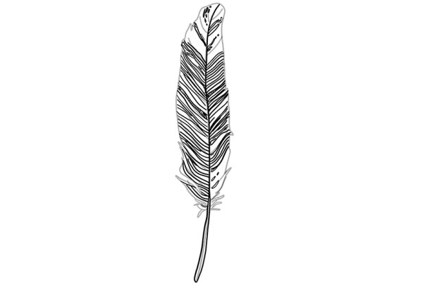 Feather Drawing - An Easy Feather Drawing Tutorial