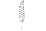 Feather Drawing - An Easy Feather Drawing Tutorial