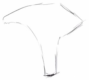 Mushroom Drawing - How to Draw a Mushroom Step-by-Step