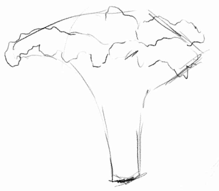 Mushroom Drawing - How to Draw a Mushroom Step-by-Step