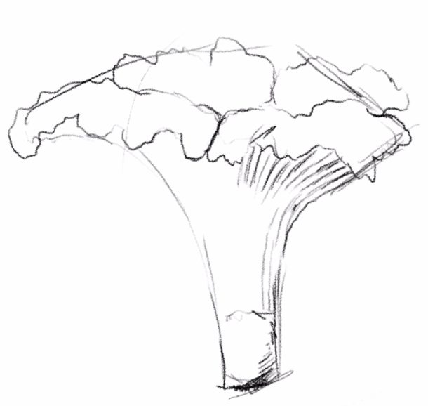 Pilze zeichnen - So zeichnest du einen Pilz Schritt für Schritt