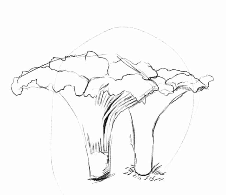 Mushroom Drawing - How to Draw a Mushroom Step-by-Step