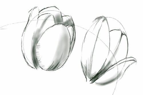 Flower Drawing - Learn to Draw Exquisite Flowers