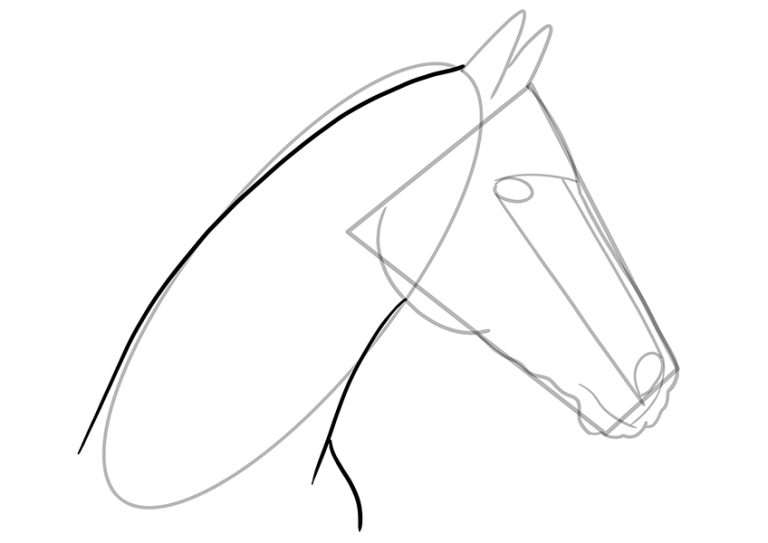 Como dibujar un caballo - Crea un Esbozo de Cabeza de Caballo