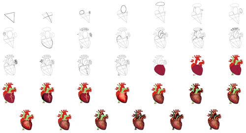 Human Heart Drawing - Draw a Realistic Anatomical Heart