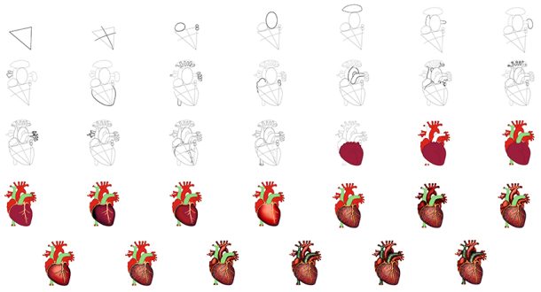 Human Heart Drawing - Draw a Realistic Anatomical Heart