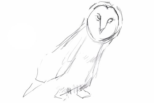 Cómo dibuja un Búho - Aprende a dibujar un búho realista